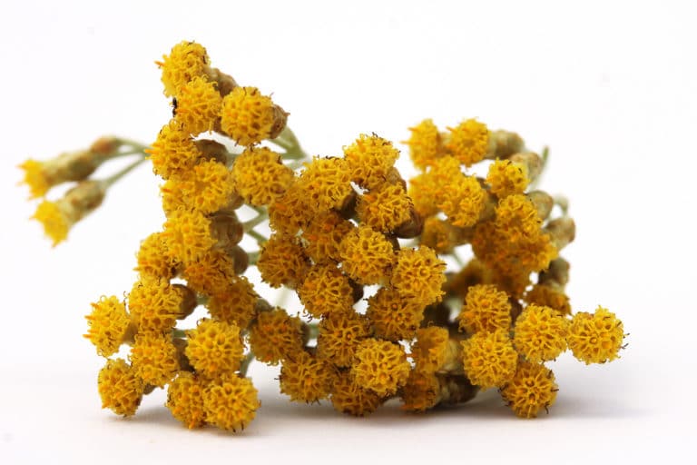 Helichrysum Essential Oil Guide - Benefits, Uses and Side Effects